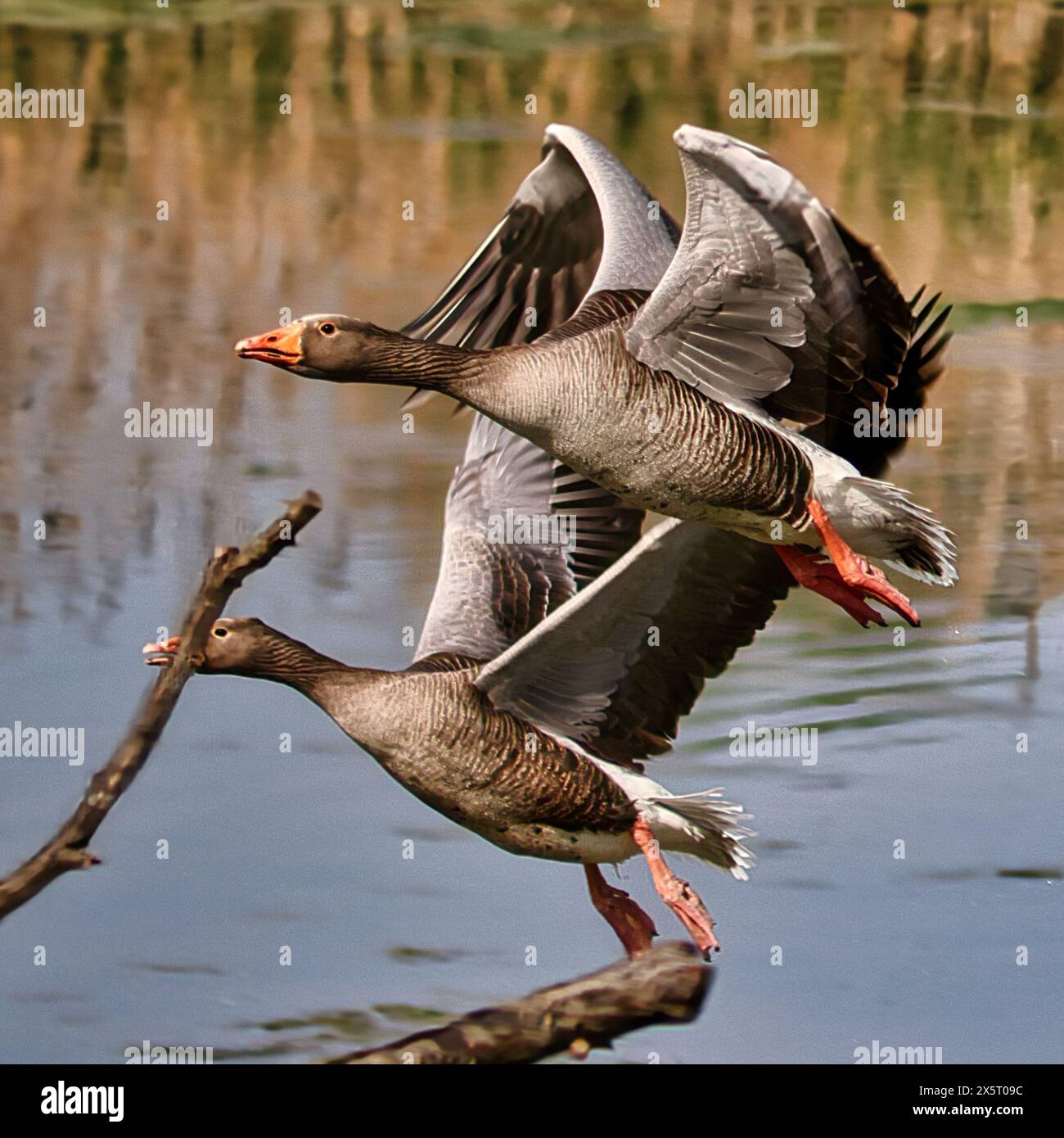 Fowlmere uk hi-res stock photography and images - Alamy