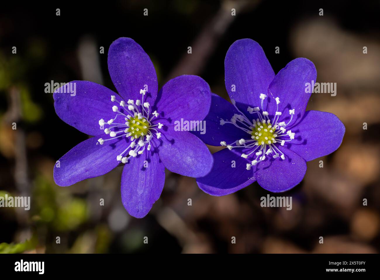 Common hepatica flowering Stock Photo - Alamy