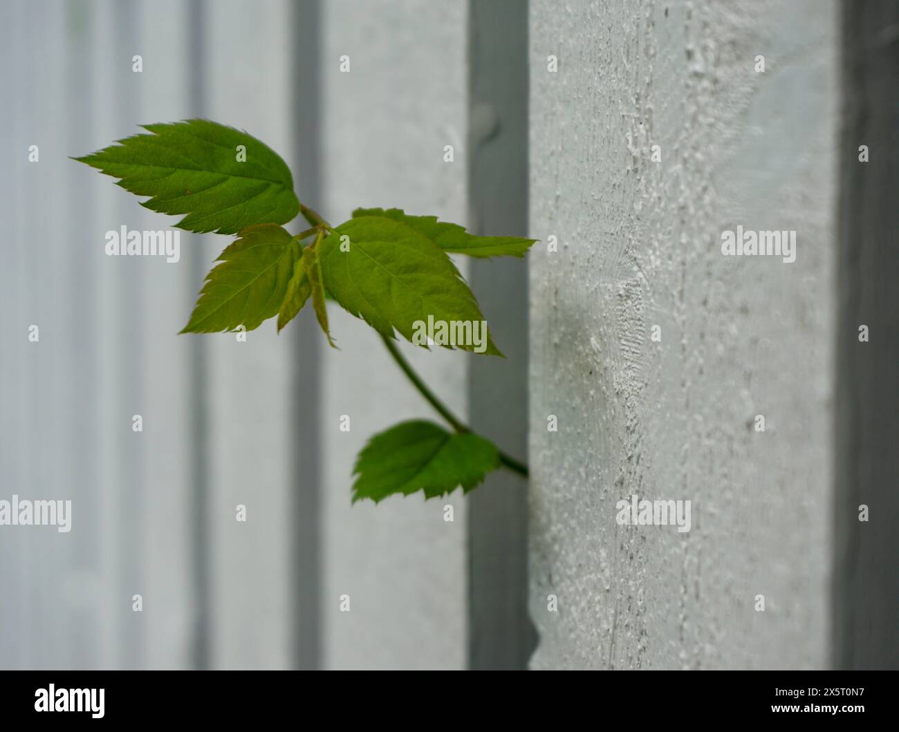 Tree growing through fence hi-res stock photography and images - Alamy