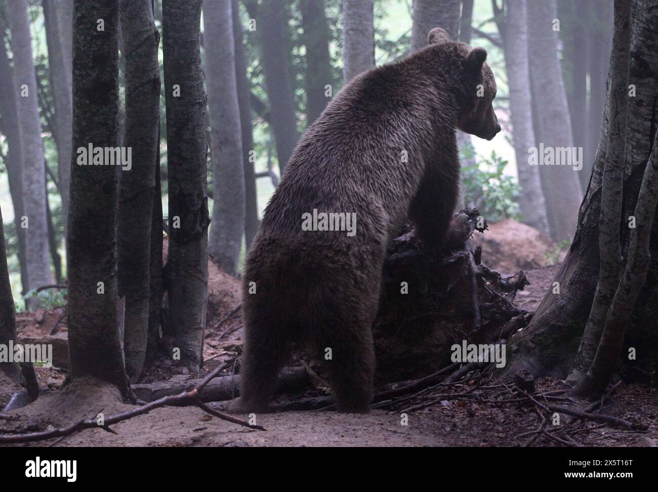Foundation of arcturos hi-res stock photography and images - Alamy