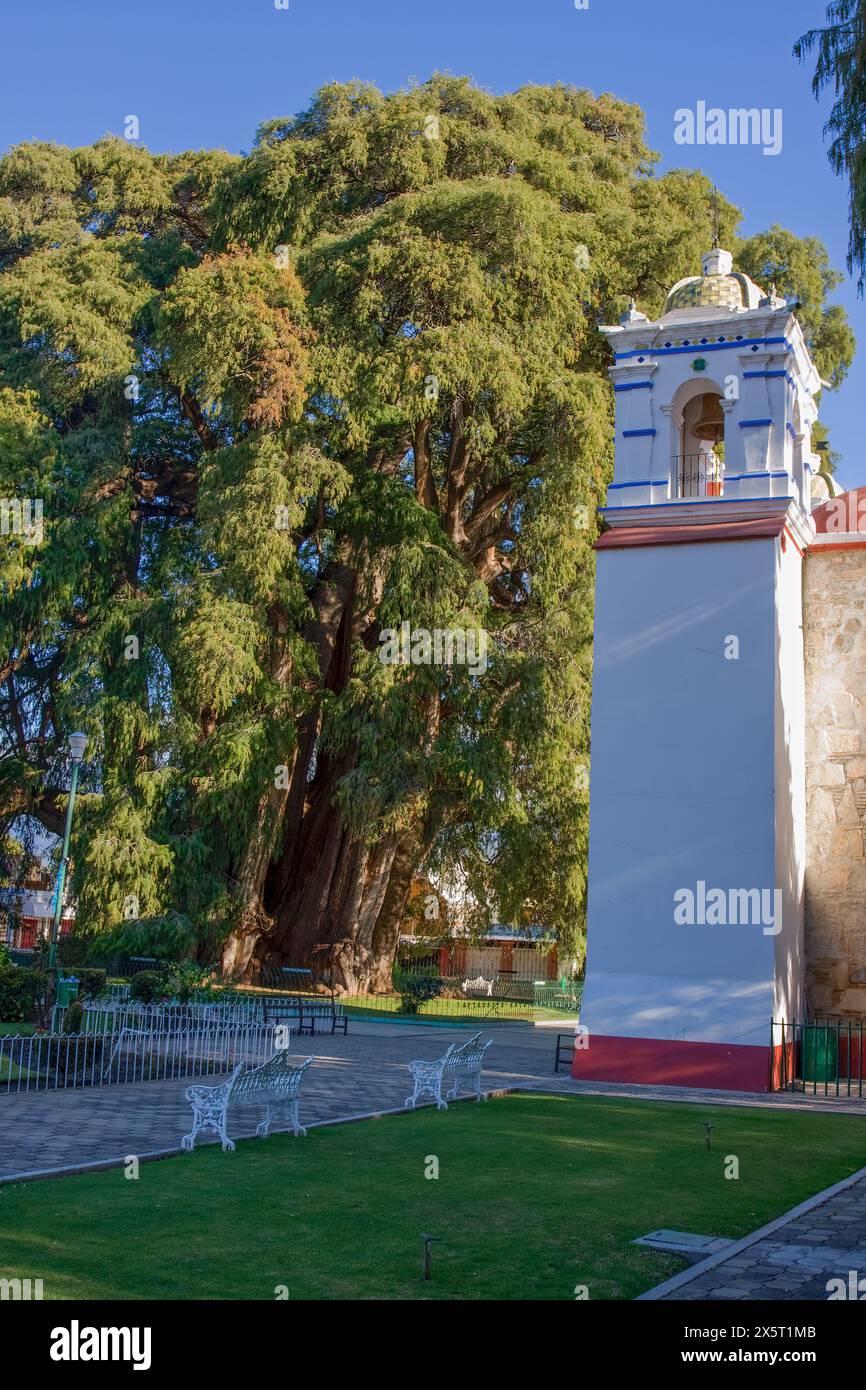 El Tule, Oaxaca, Mexico. The Tree of El Tule ("El Arbol del Tule"), an ...