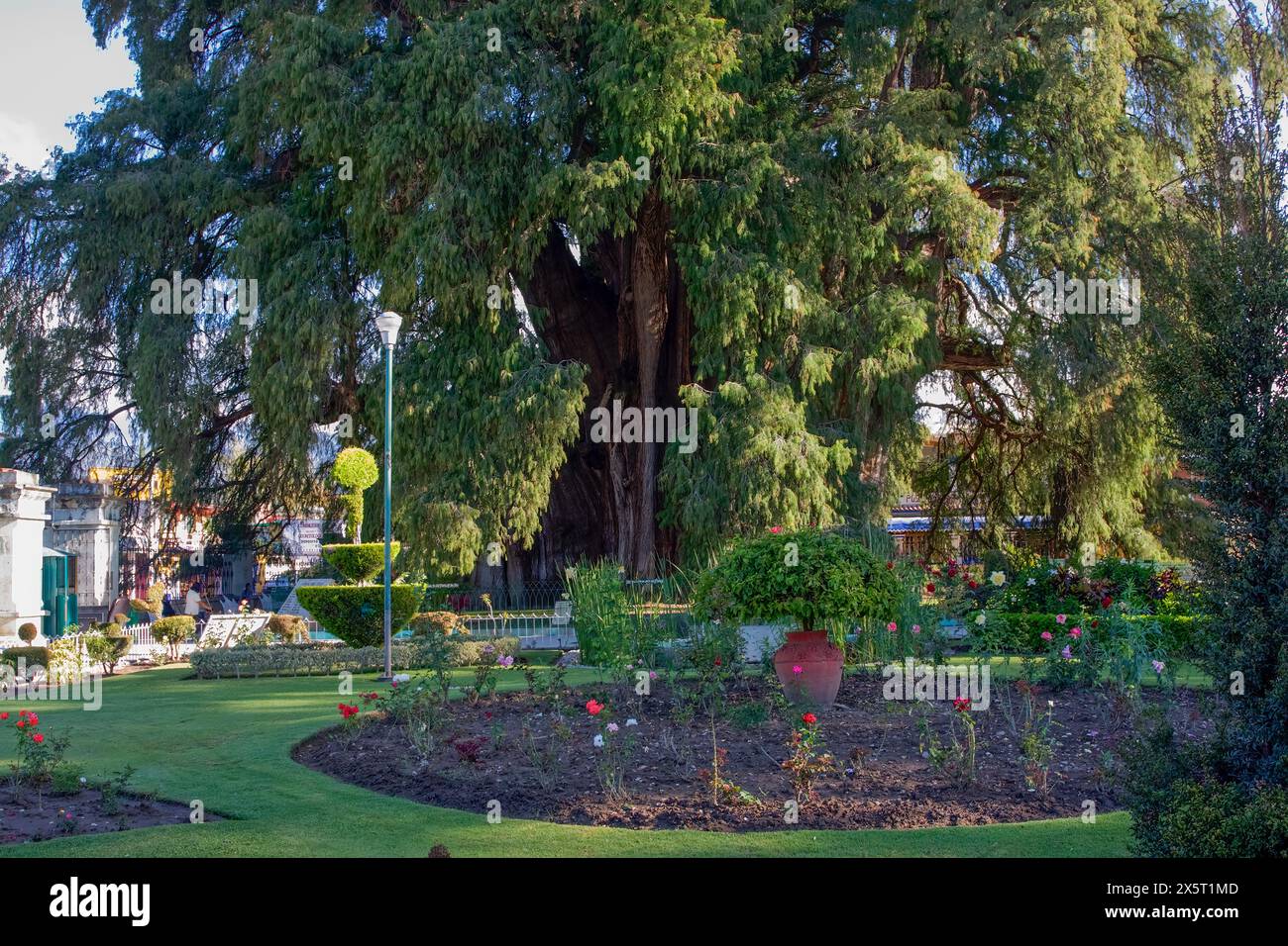 El Tule, Oaxaca, Mexico. The Tree of El Tule ("El Arbol del Tule"), an ...