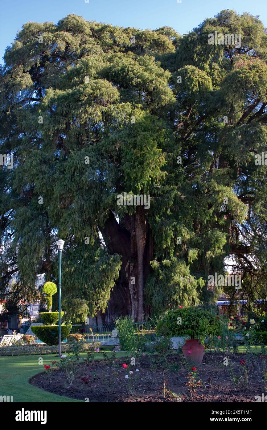 El Tule, Oaxaca, Mexico. The Tree of El Tule ("El Arbol del Tule"), an ...