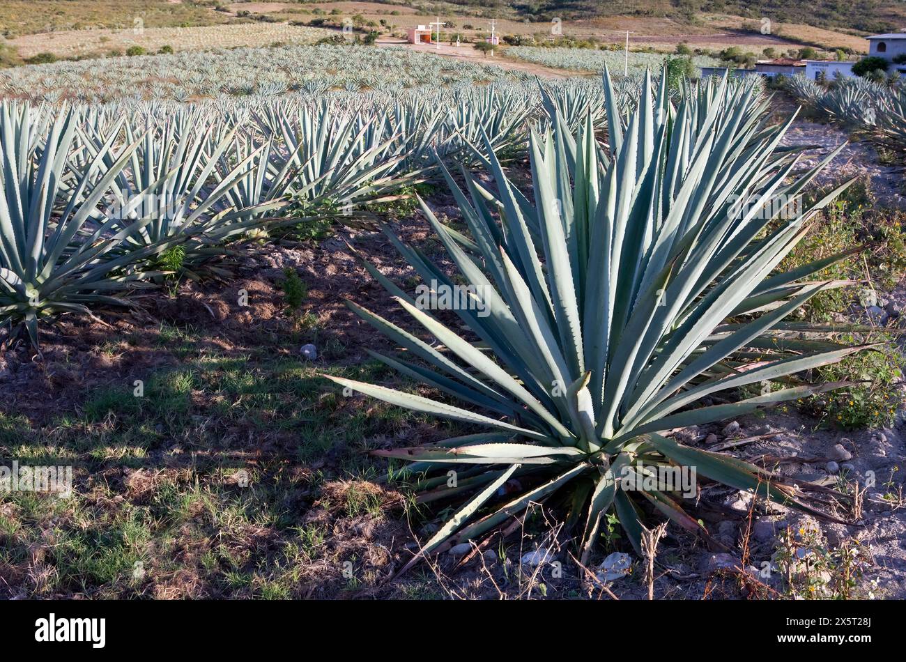 Matatlan, Oaxaca, Mexico. A Field of Maguey Plants, a Variety of Agave ...
