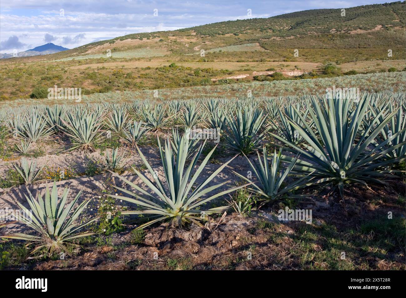 Matatlan, Oaxaca, Mexico. A Field of Maguey Plants, a Variety of Agave ...