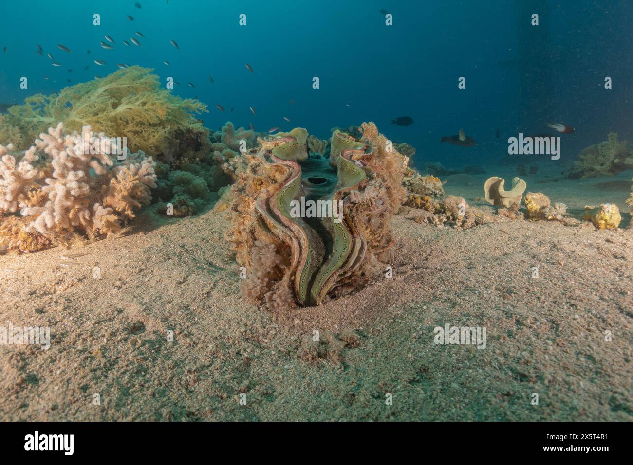Giant Clam in the Red Sea Colorful and beautiful, Eilat Israel Stock ...