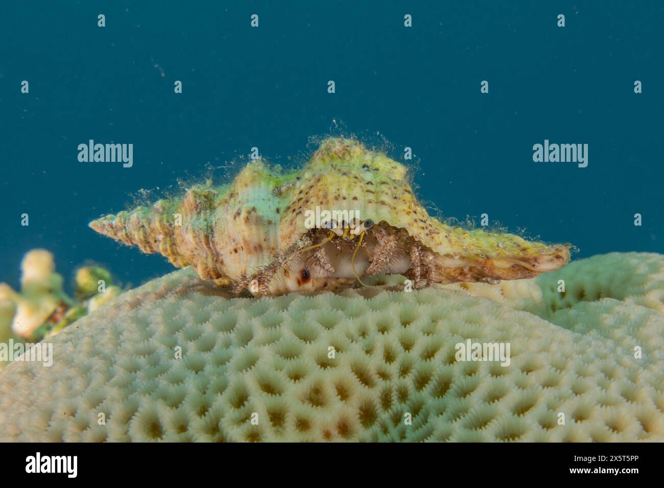 Israel eilat sea shells hi-res stock photography and images - Alamy