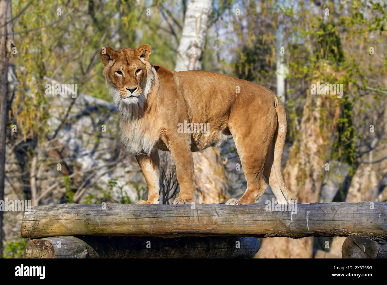 Image of a predatory animal - a young lioness on a platform made of ...
