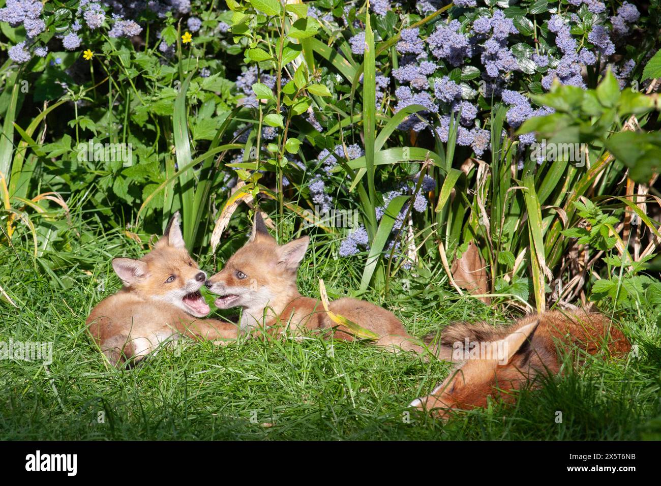 Two fox uk hi-res stock photography and images - Alamy