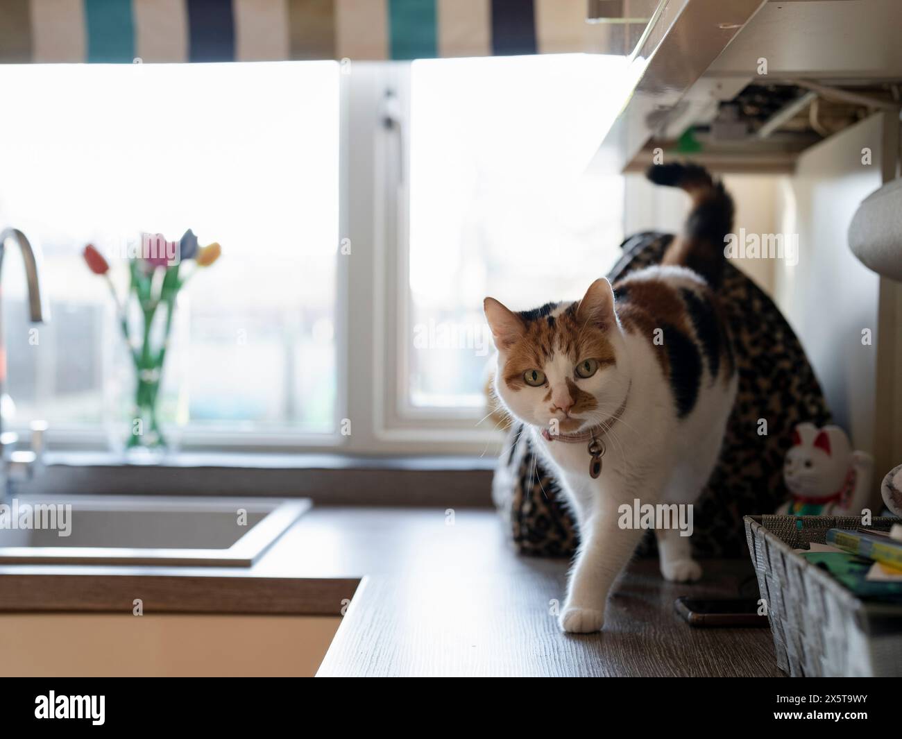 Portrait of cat walking on kitchen counter at home Stock Photo - Alamy