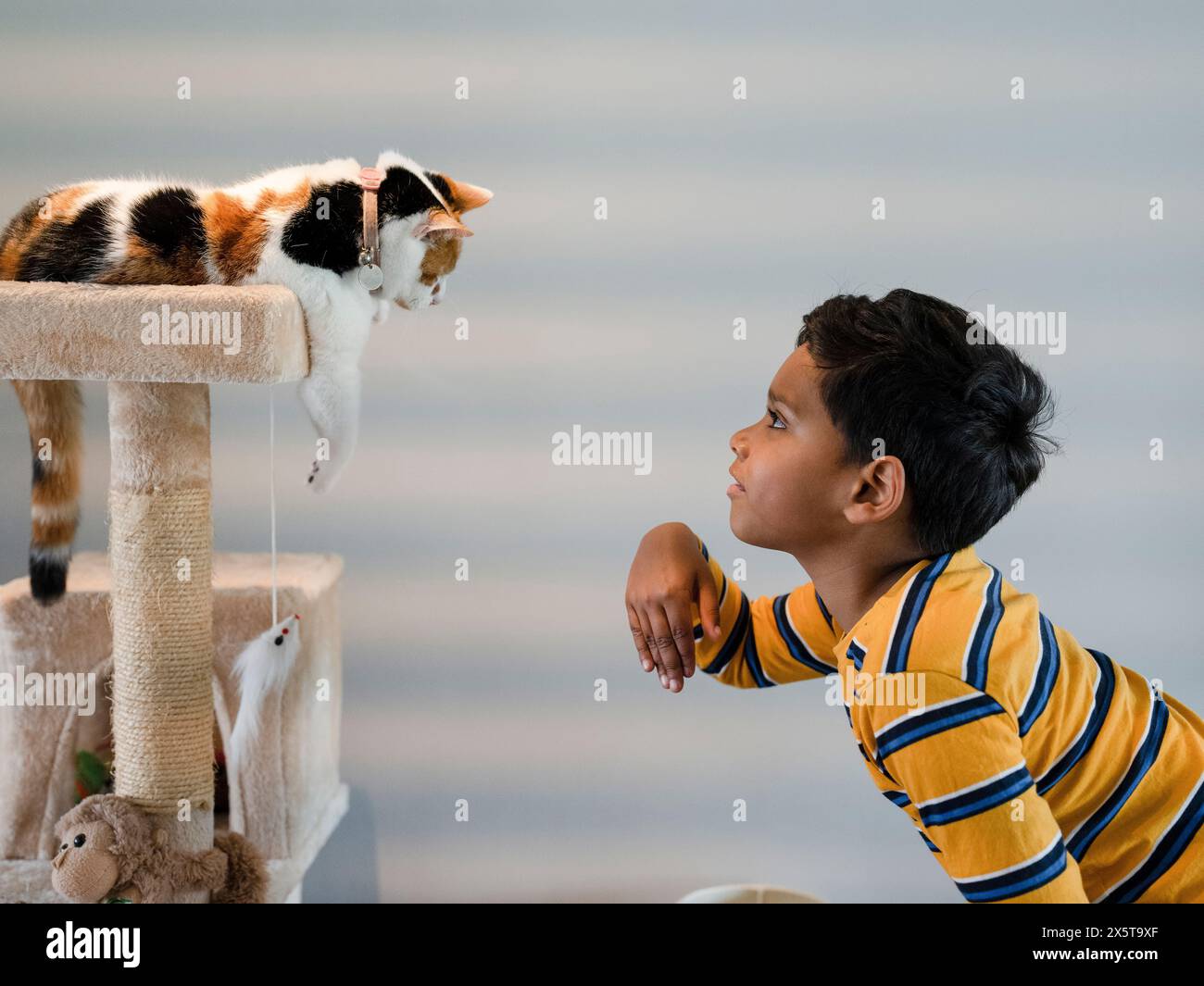 Boy playing with cat on scratching post at home Stock Photo - Alamy