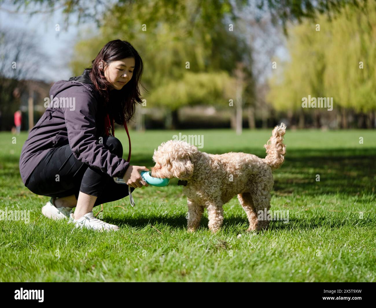 Dog in park drinking water hi-res stock photography and images - Alamy