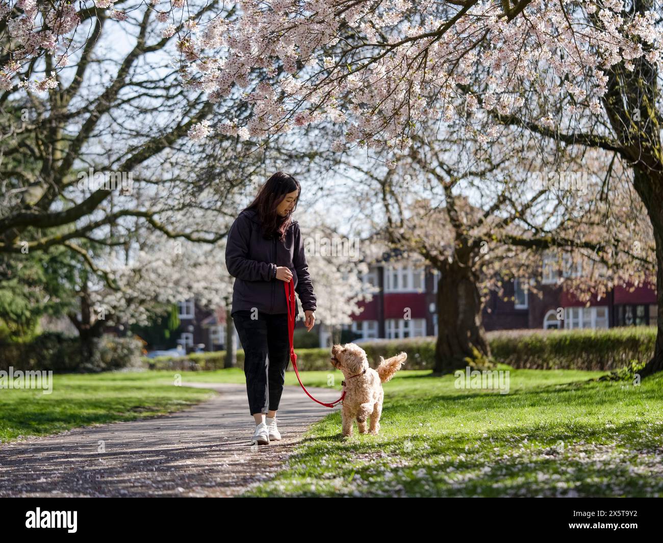 Asian woman walking dog hi-res stock photography and images - Alamy