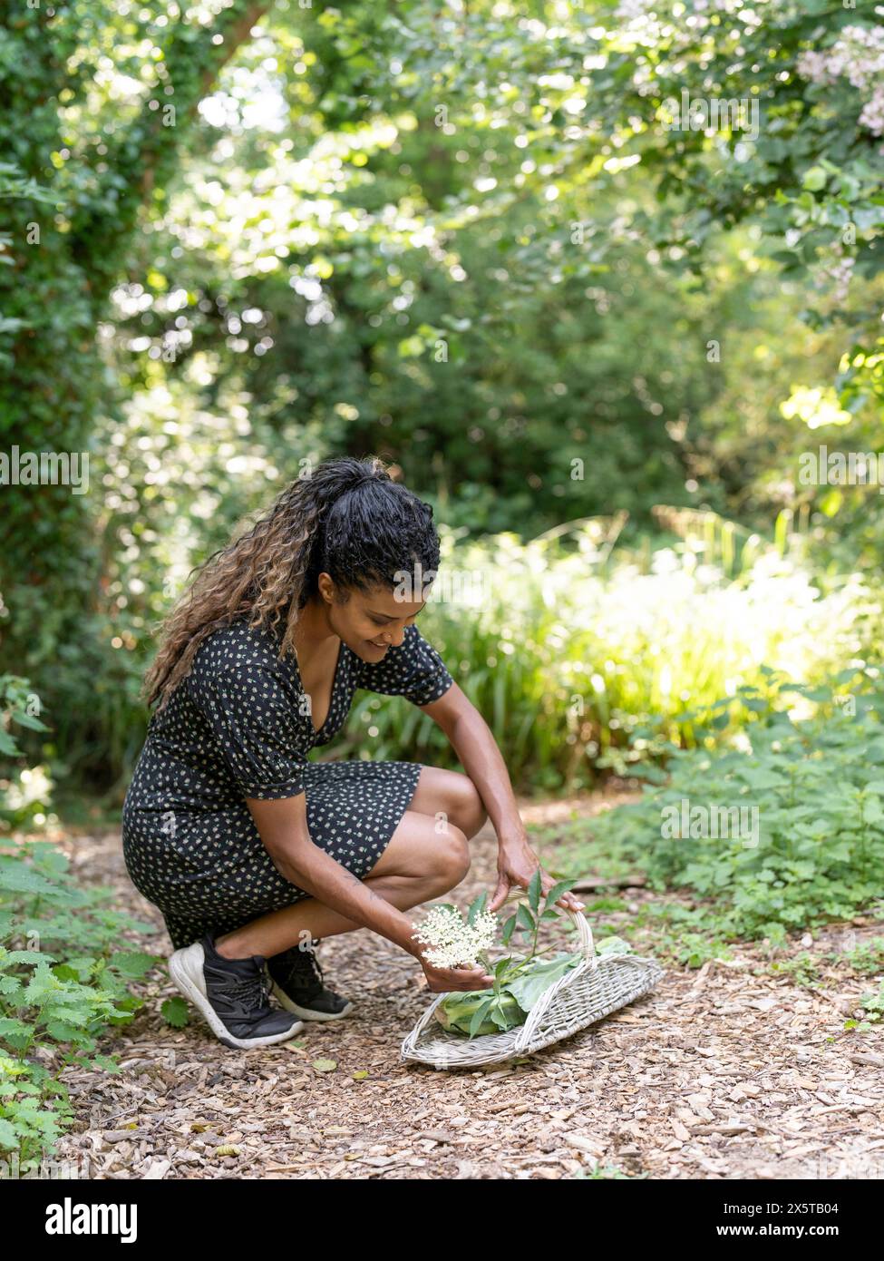Woman putting flower into basket Stock Photo - Alamy