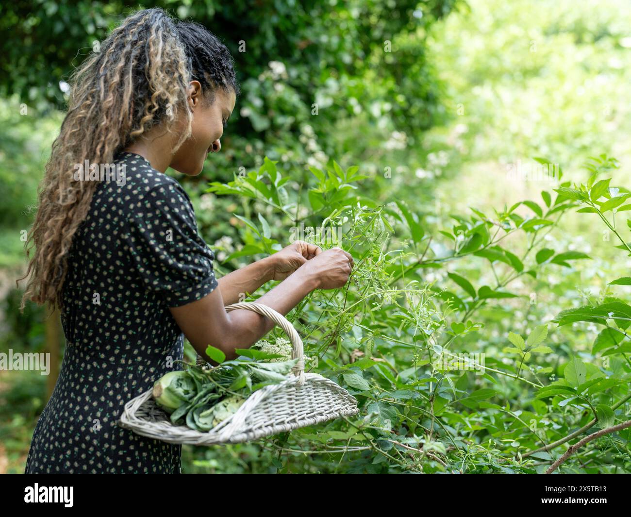Foraging basket hi-res stock photography and images - Alamy