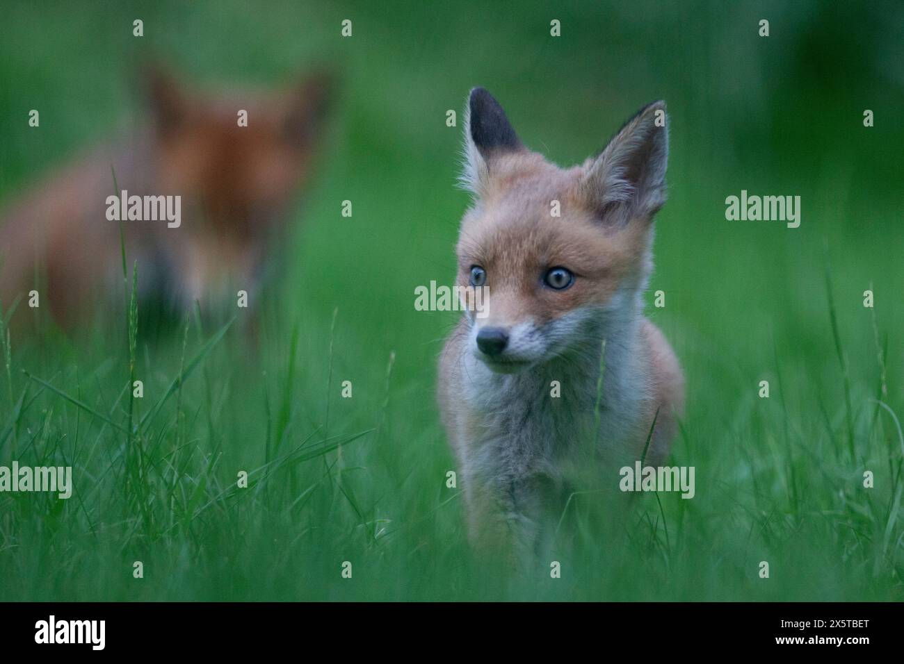 UK weather, 9 May 2024: in a London garden five fox cubs and their ...