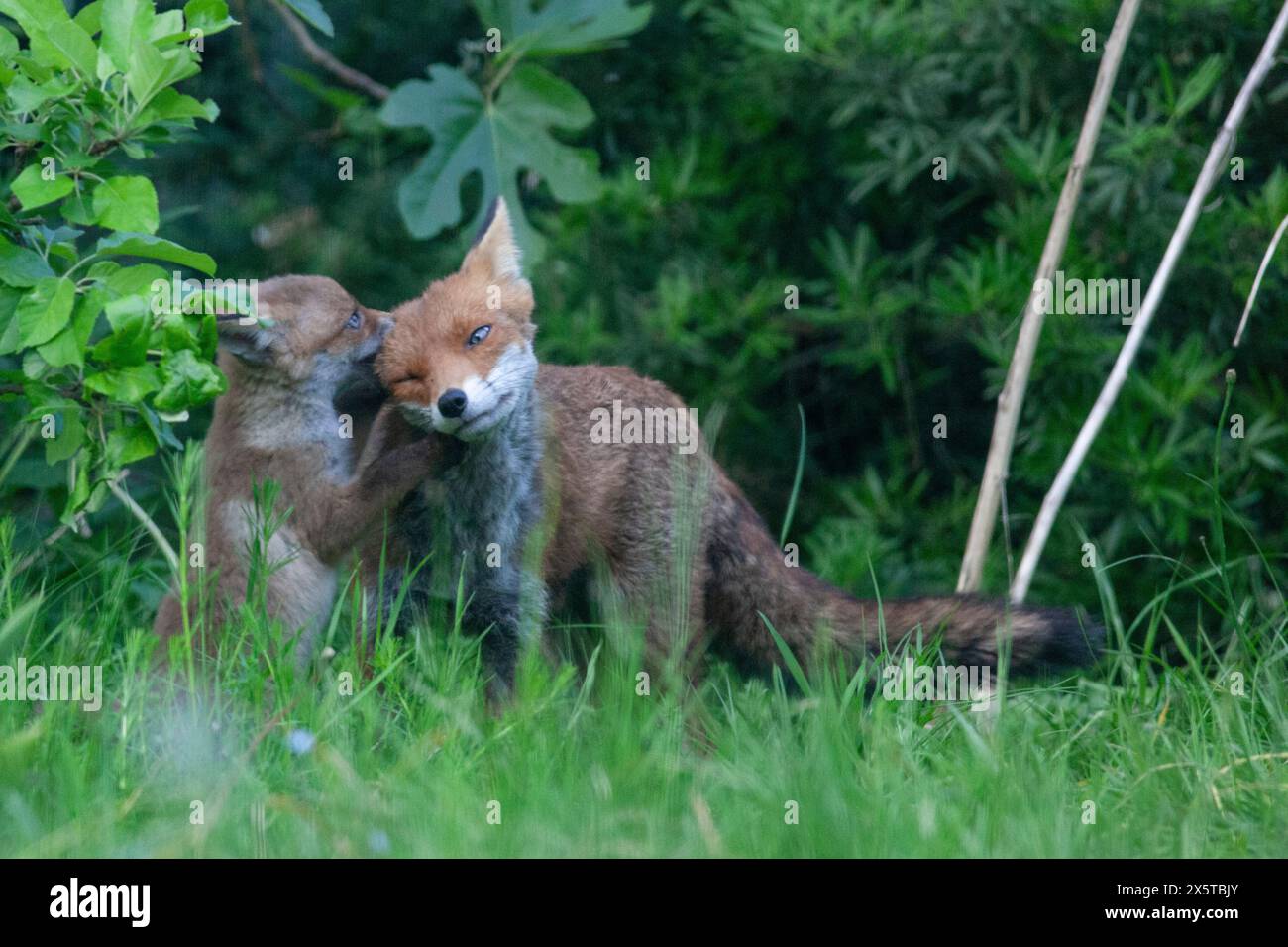 UK weather, 9 May 2024: in a London garden five fox cubs and their ...