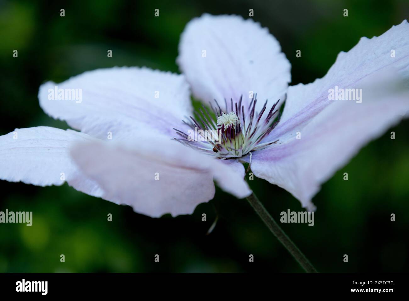 Close shoot of white flower with green leaf and blured background Stock ...