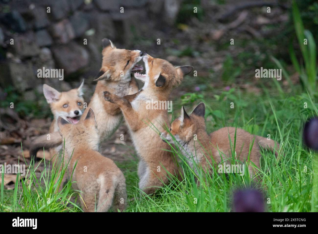 UK weather, 9 May 2024: in a London garden five fox cubs and their ...
