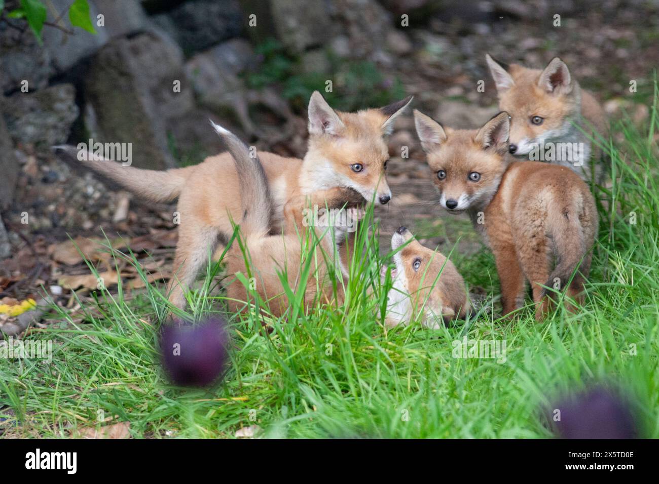 UK weather, 9 May 2024: in a London garden five fox cubs and their ...