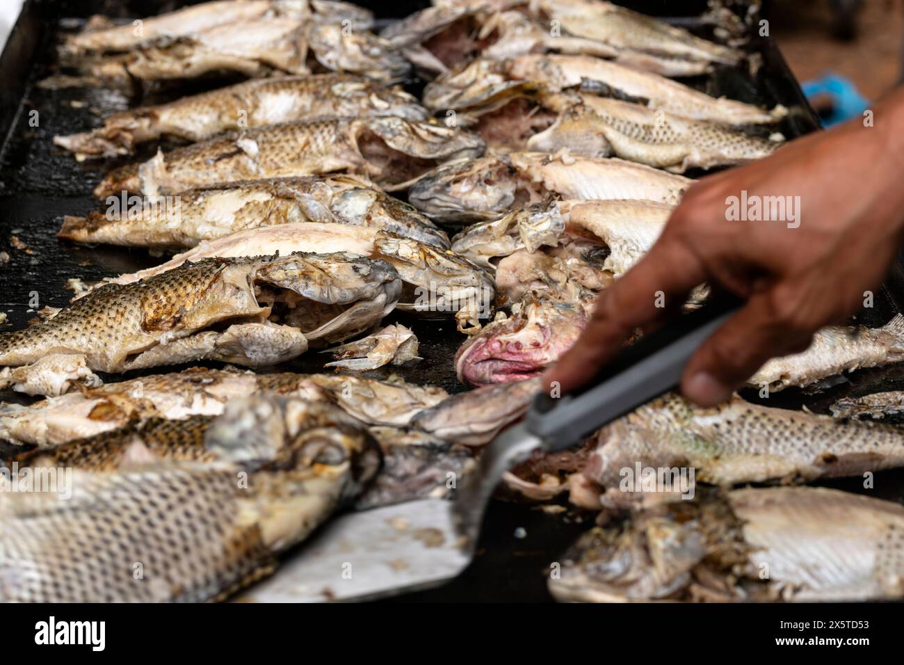 Frying tilapia whole fish on black grill. Food catering for a party ...