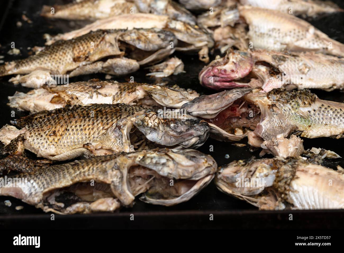 Frying tilapia whole fish on black grill. Food catering for a party ...