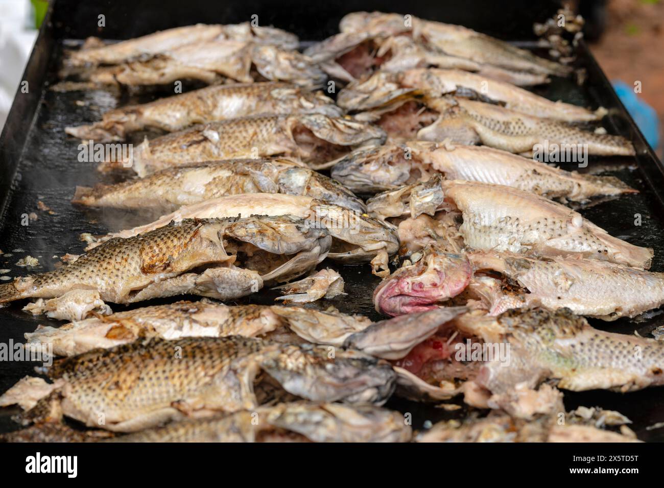 Frying tilapia whole fish on black grill. Food catering for a party ...