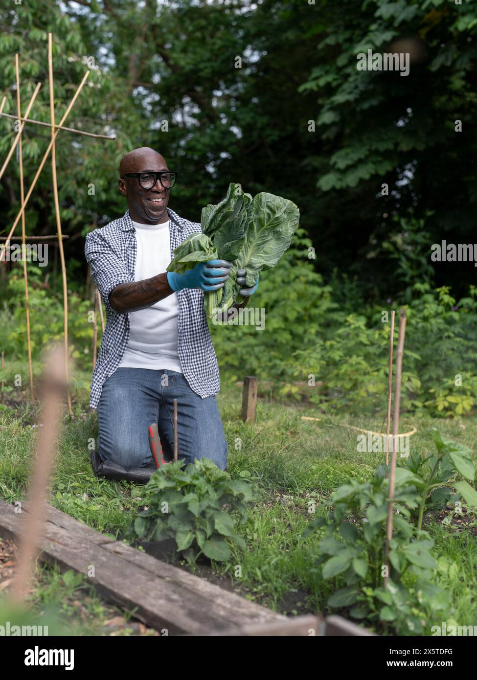 Mature man collecting cabbage in allotment Stock Photo - Alamy