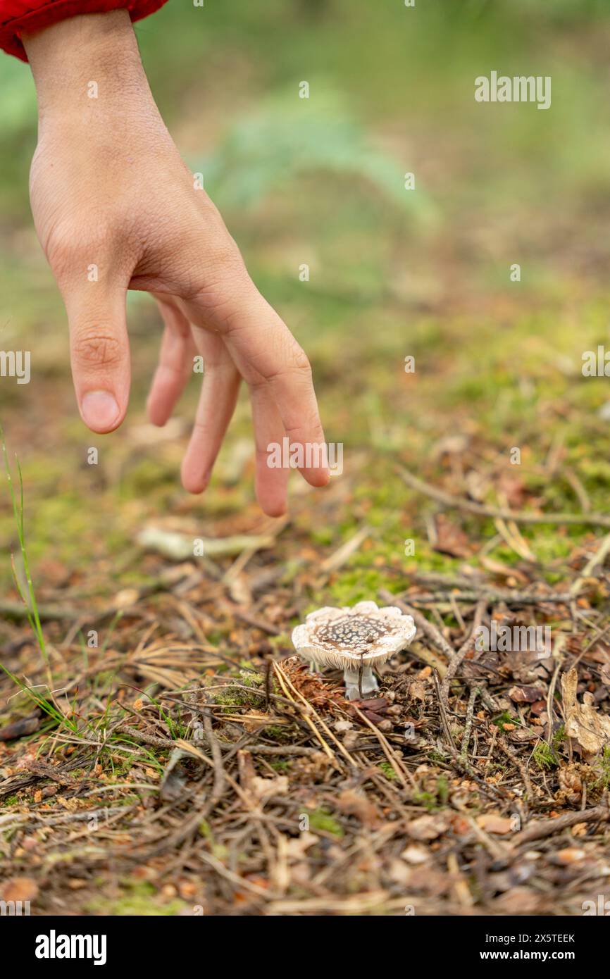 Picking mushrooms in forest close hi-res stock photography and images - Alamy