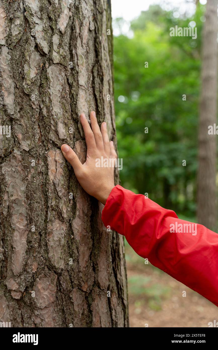 Uk tree forest wilderness hi-res stock photography and images - Alamy