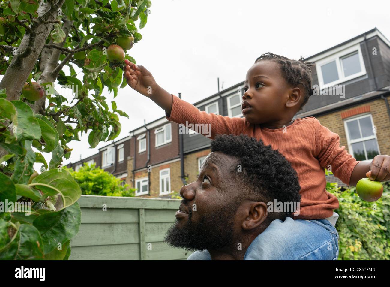 Father giving daughter (2-3) piggyback ride near apple tree Stock Photo ...