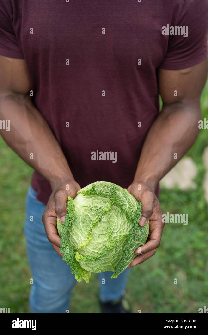 Mid section of man holding homegrown cabbage in urban garden Stock ...