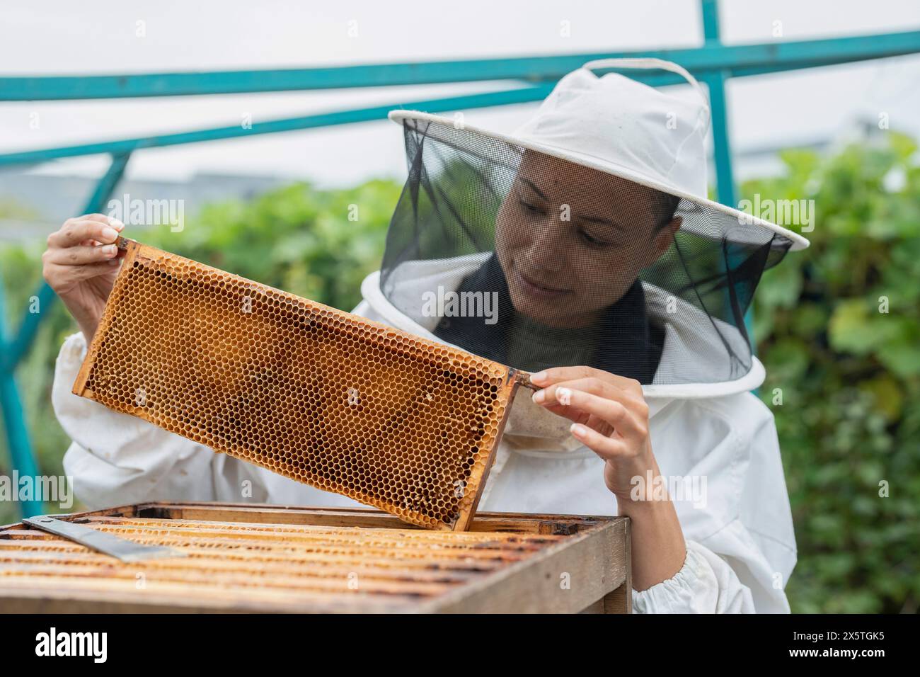 Female beekeeper removing frame from beehive in urban garden Stock ...