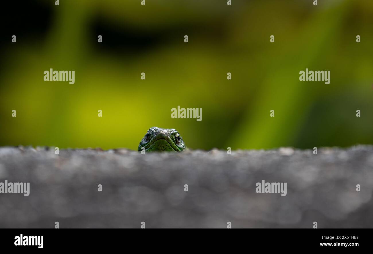 common green lizard Guernsey Stock Photo - Alamy