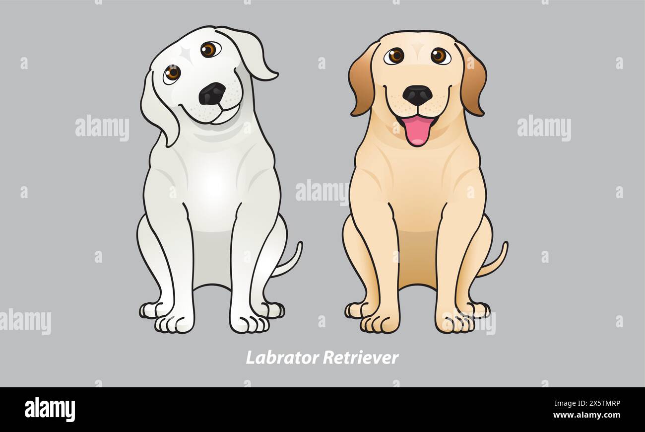 Vector of a cute Labrador Stock Vector Image & Art - Alamy