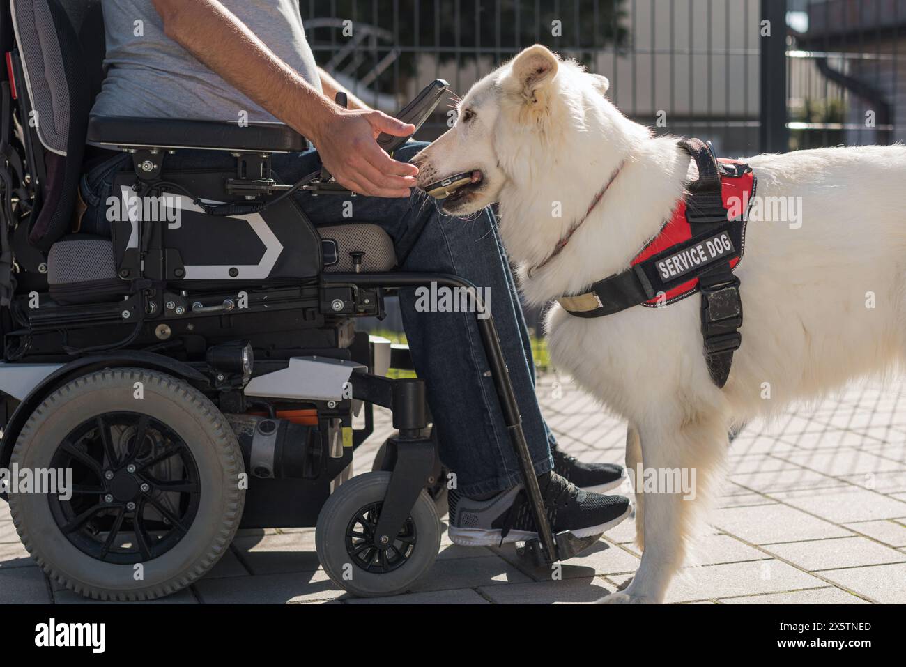 Service dog helping man in a wheelchair to pick up dropped mobile phone ...