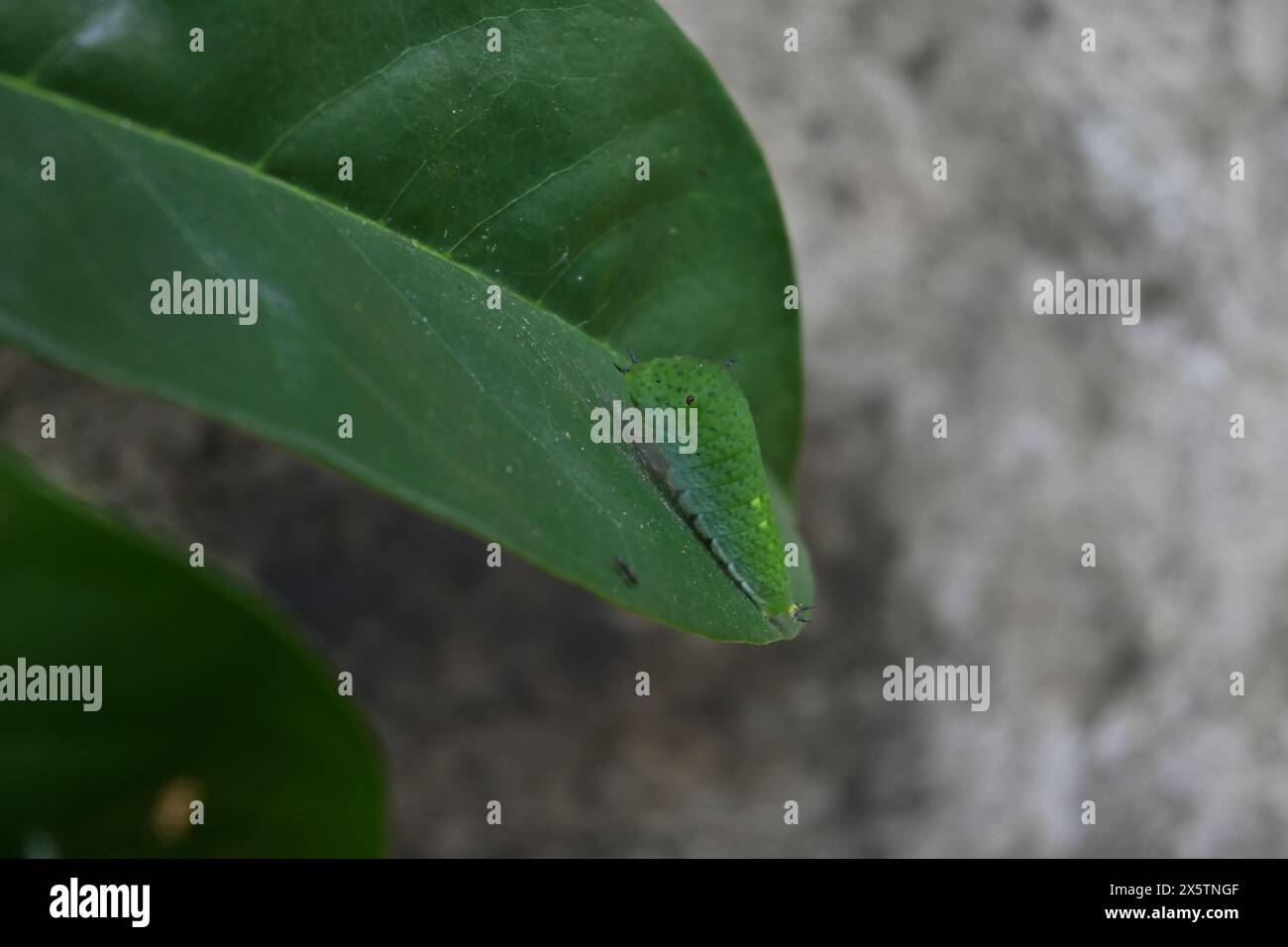 Side view of a green colored small sized tailed jay caterpillar ...