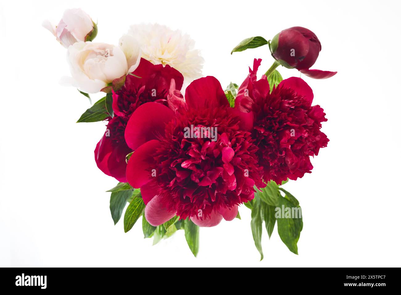Vibrant Burgundy Peony Arrangement. A striking arrangement of burgundy ...