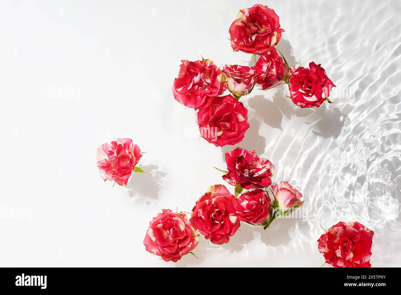 Spa, cosmetic background. Floating Pink Roses in Sparkling Water ...