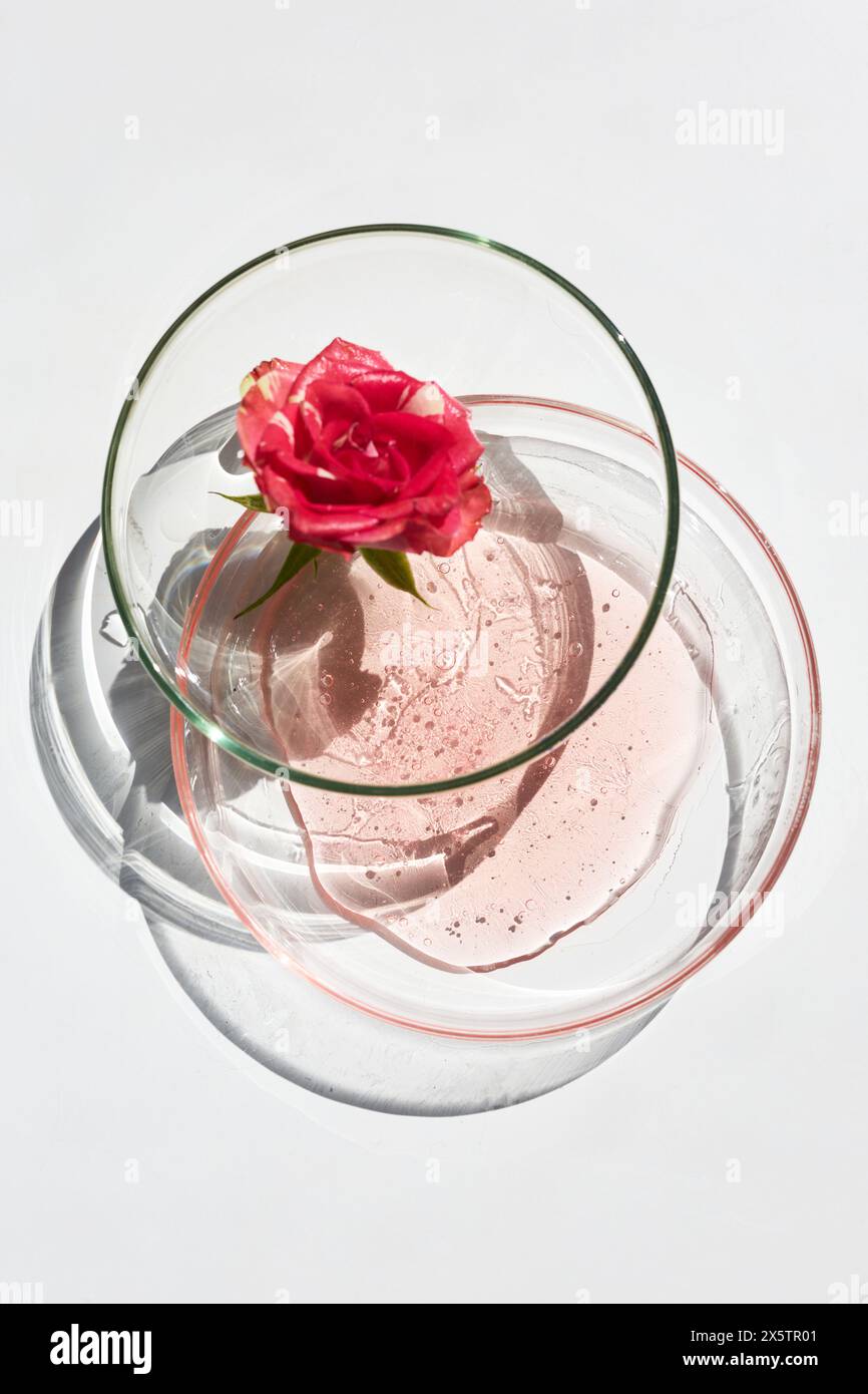 Abstract cosmetic laboratory. Rose in Glass Petri on White Surface ...