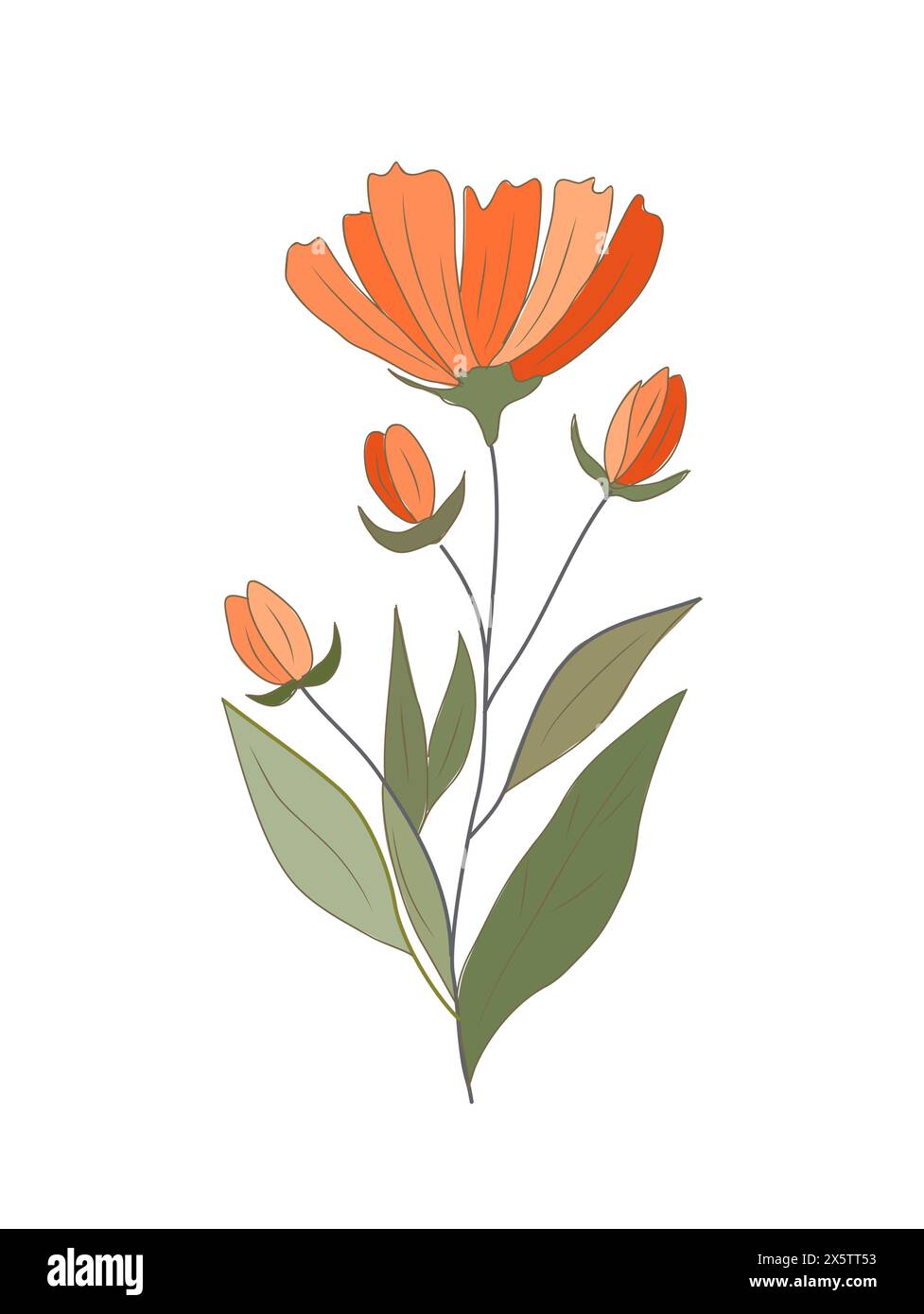Orange wild flower colorful vector botanical illustration. Colored ...