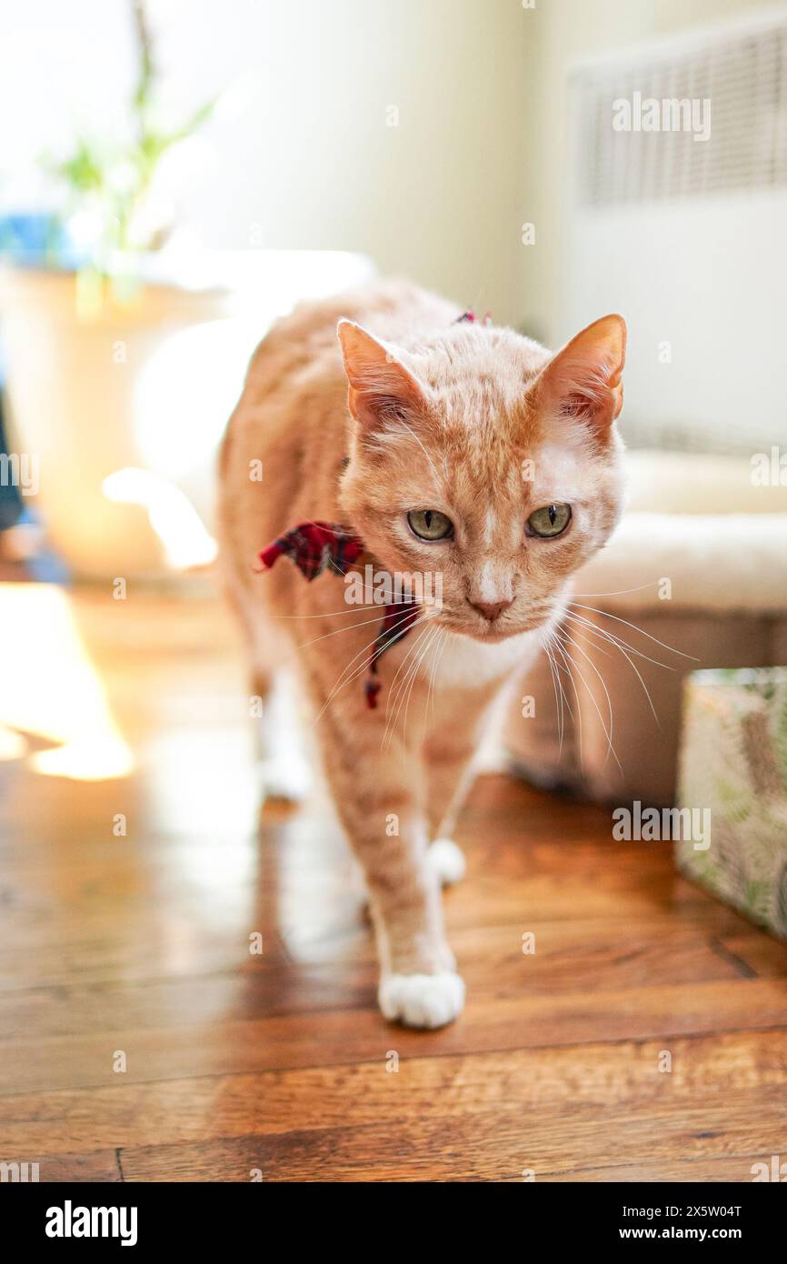 Vertical cute ginger cat hi-res stock photography and images - Alamy