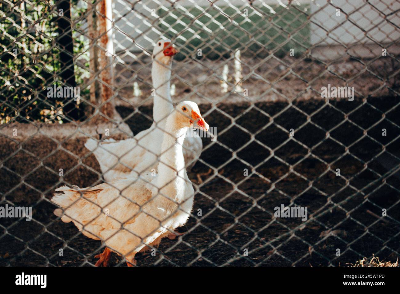 White geese behind bars in a farmland barn. Agriculture, poultry ...