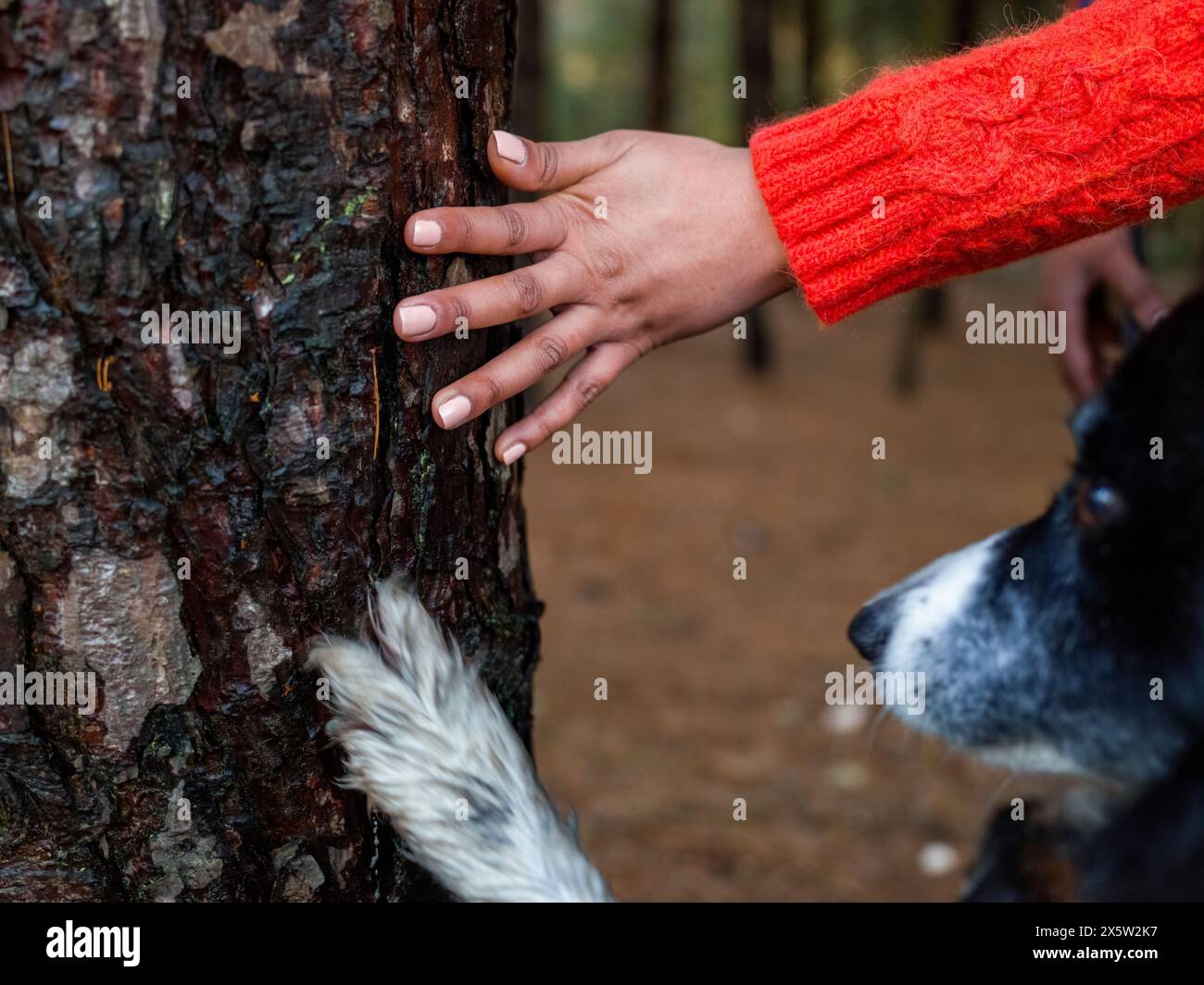 Woman and dog touching tree trunk Stock Photo - Alamy