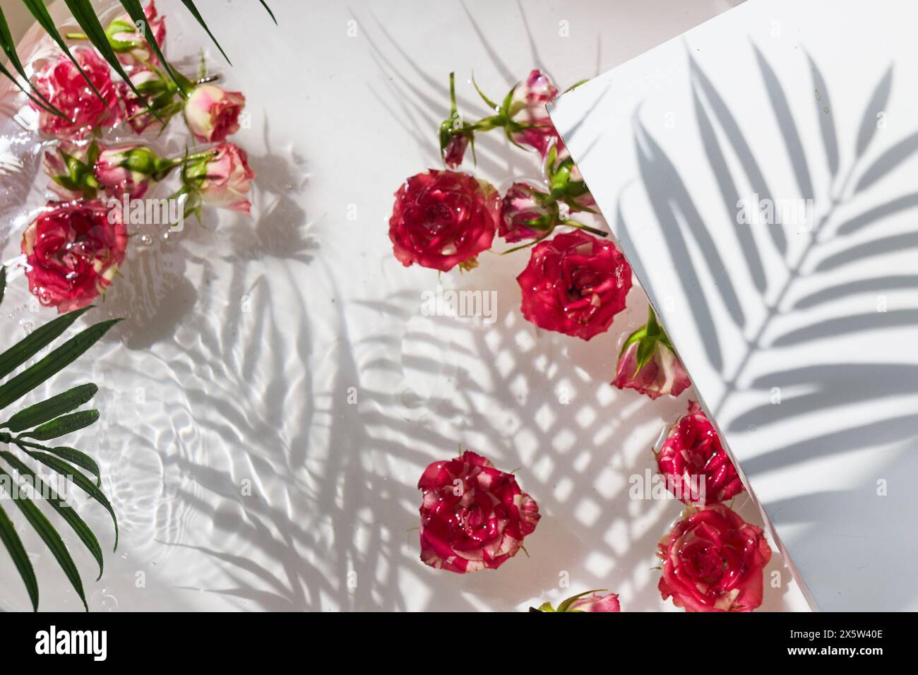 Red Roses and Palm Shadow Stock Photo - Alamy