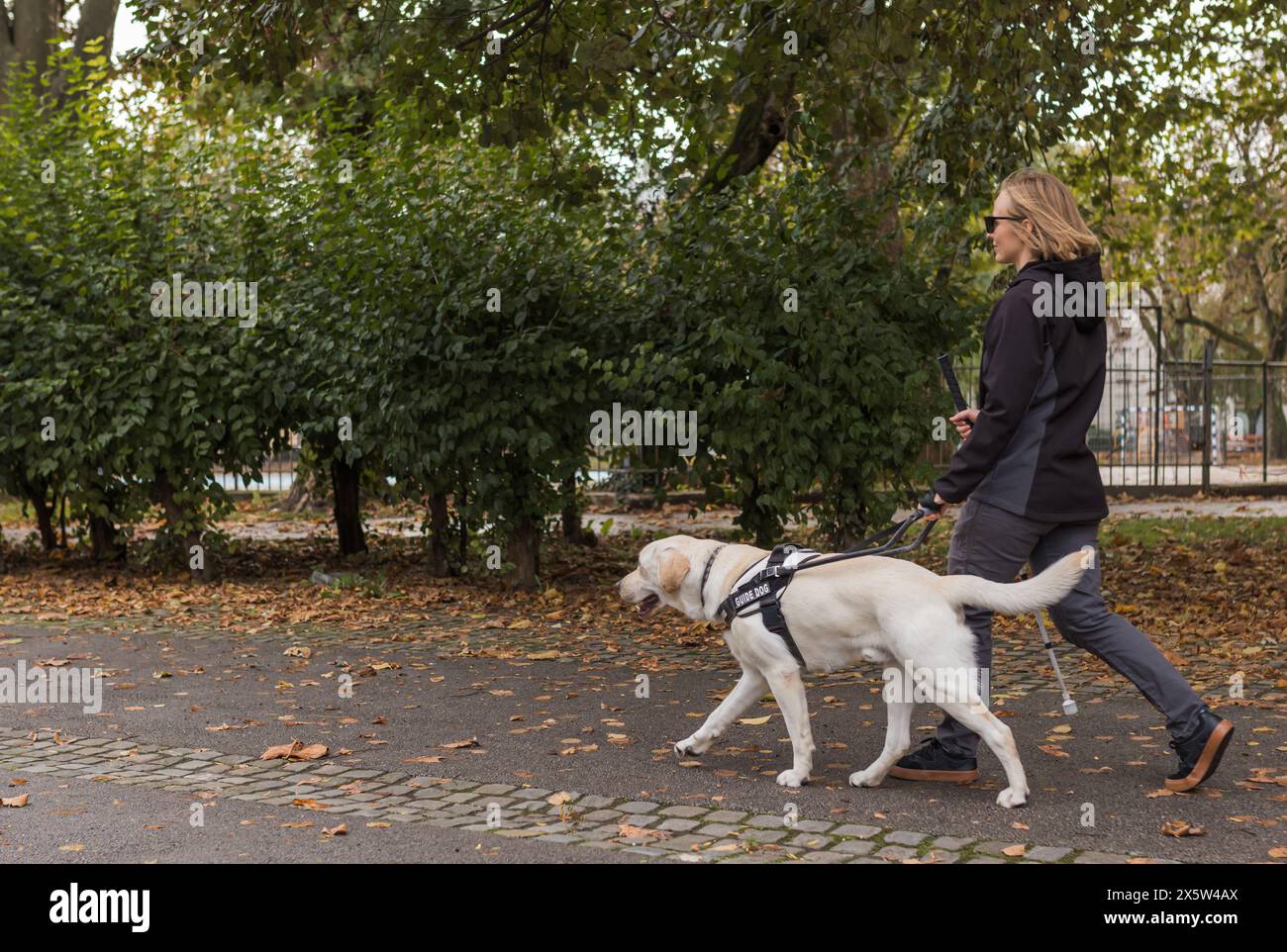 Woman with visual impairment walking with her guide dog through the ...