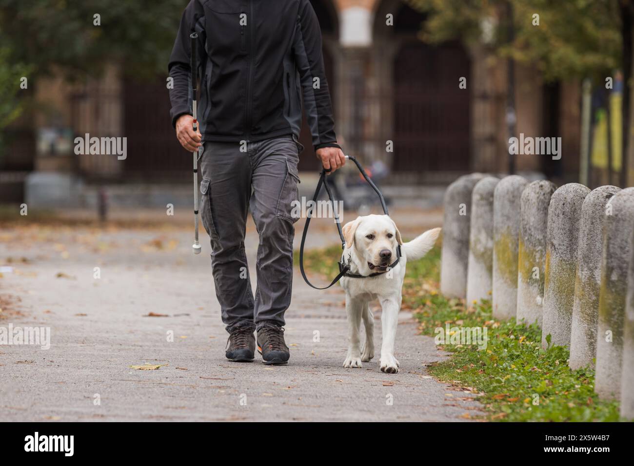 Blind man taking a pleasant walk in a city park with her trained guide ...