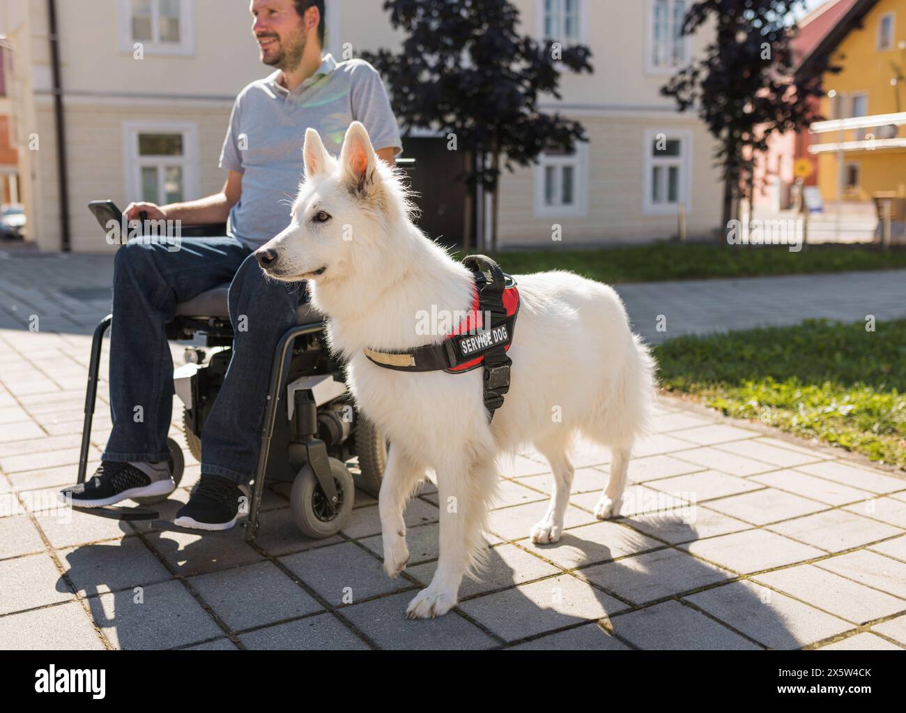 Man in wheelchair with service dog hi-res stock photography and images ...