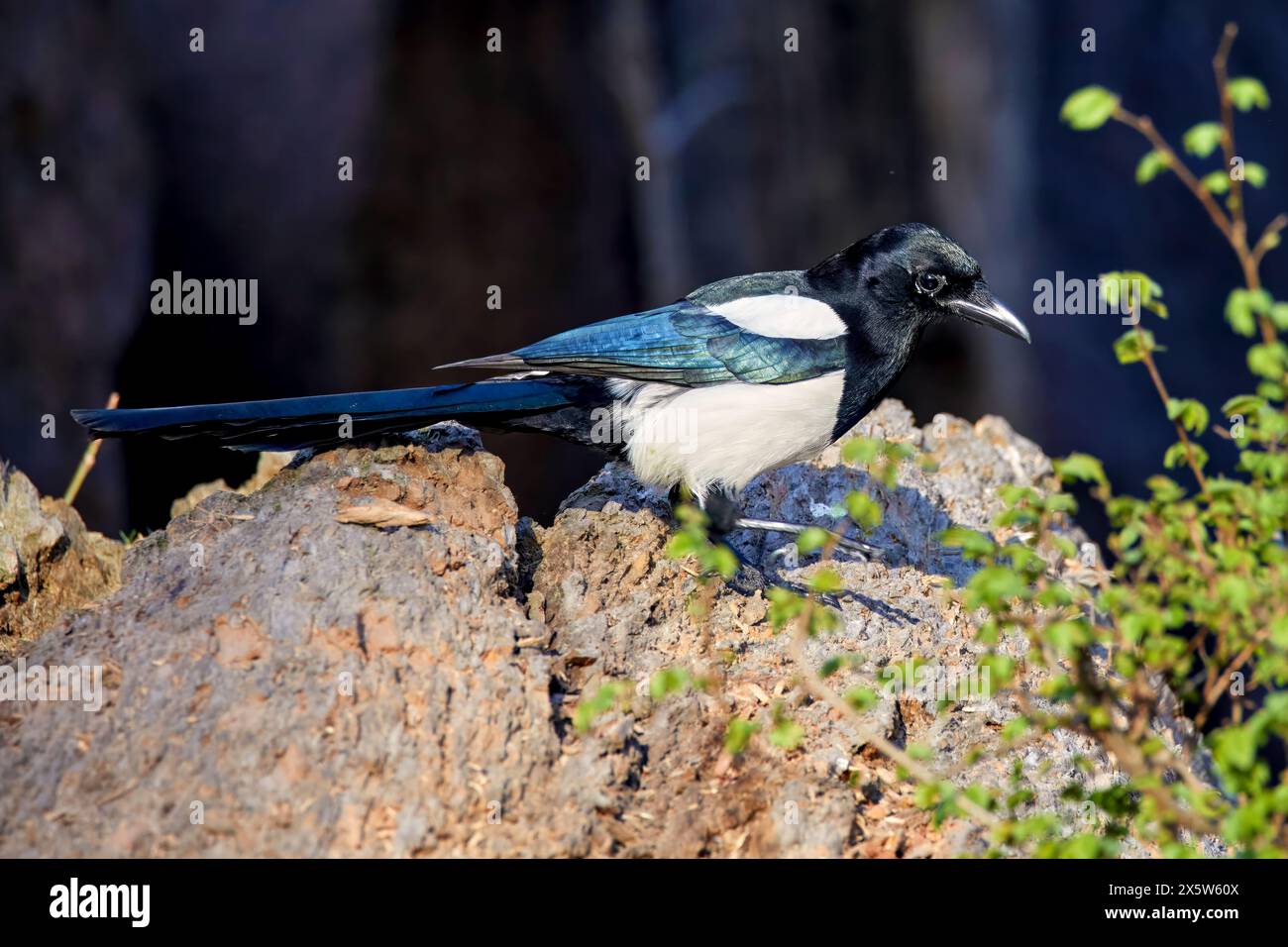 Image of a magpie bird sitting on a stone Stock Photo - Alamy
