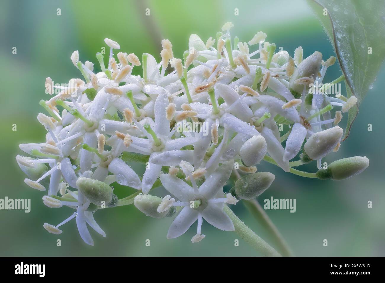 Bloody dogwood (Cornus sanguinea), Cornaceae. Deciduous shrub, wild ...